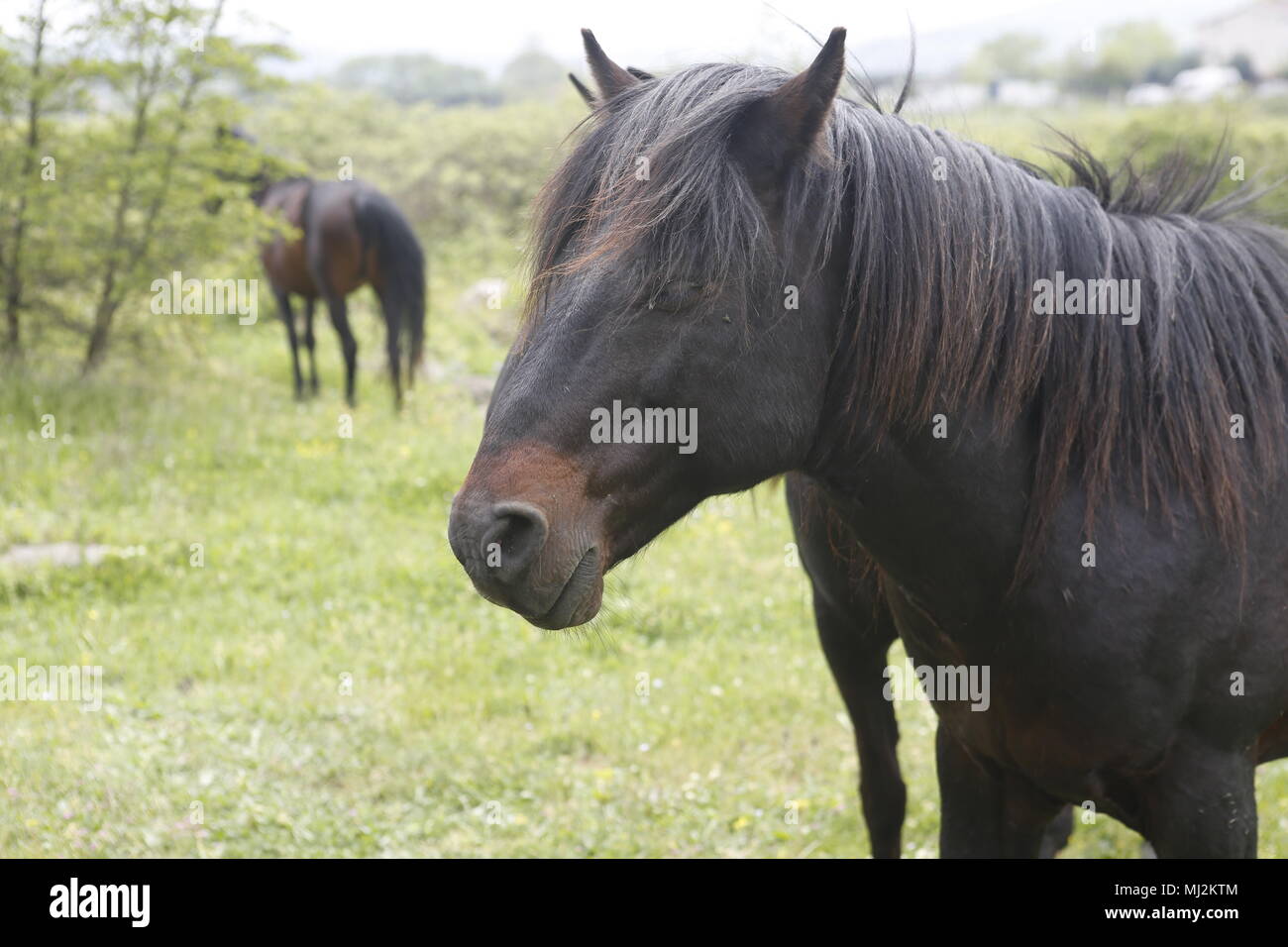 Mule's head hi-res stock photography and images - Alamy