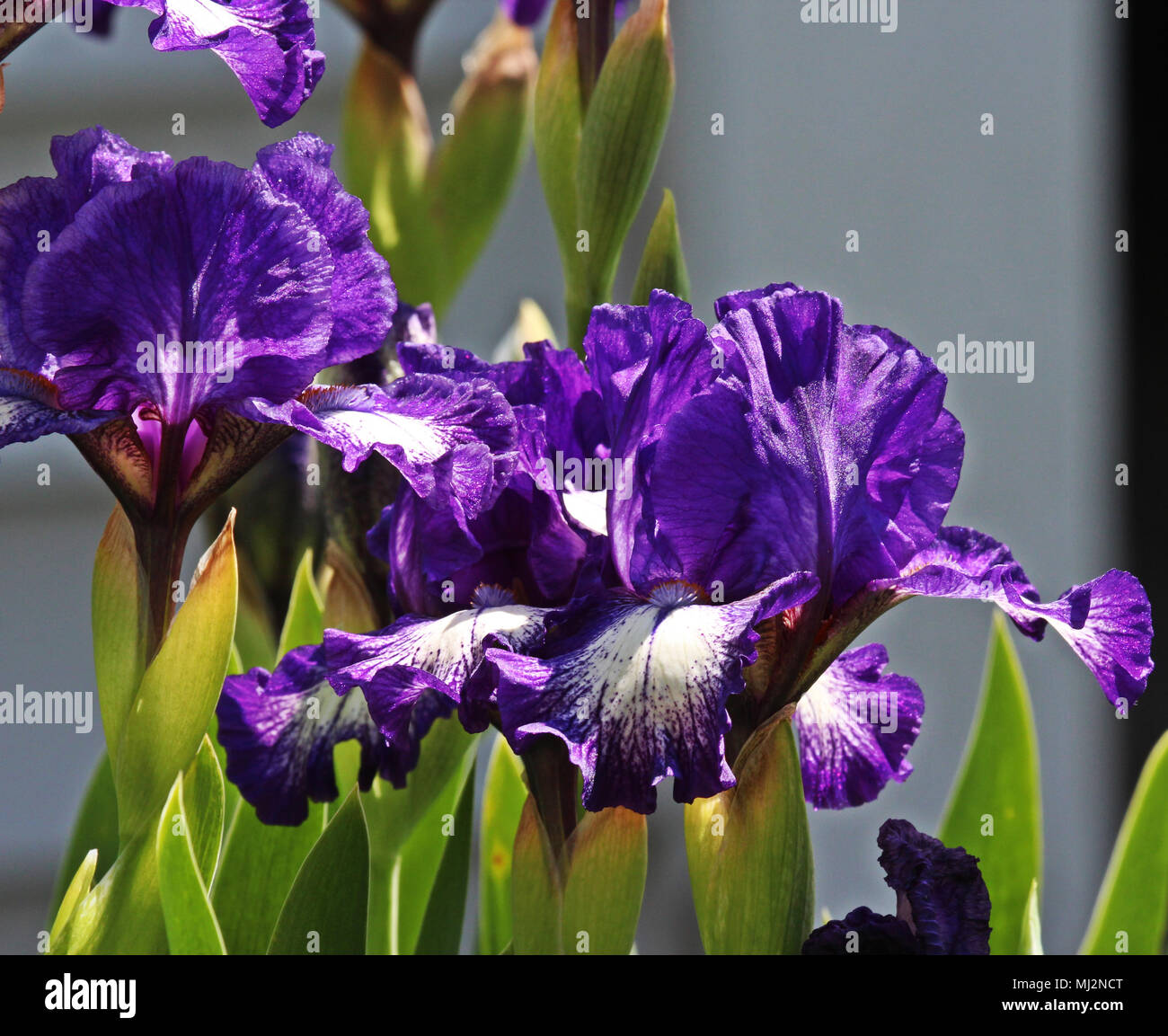 Close up of a grape hi-res stock photography and images - Alamy