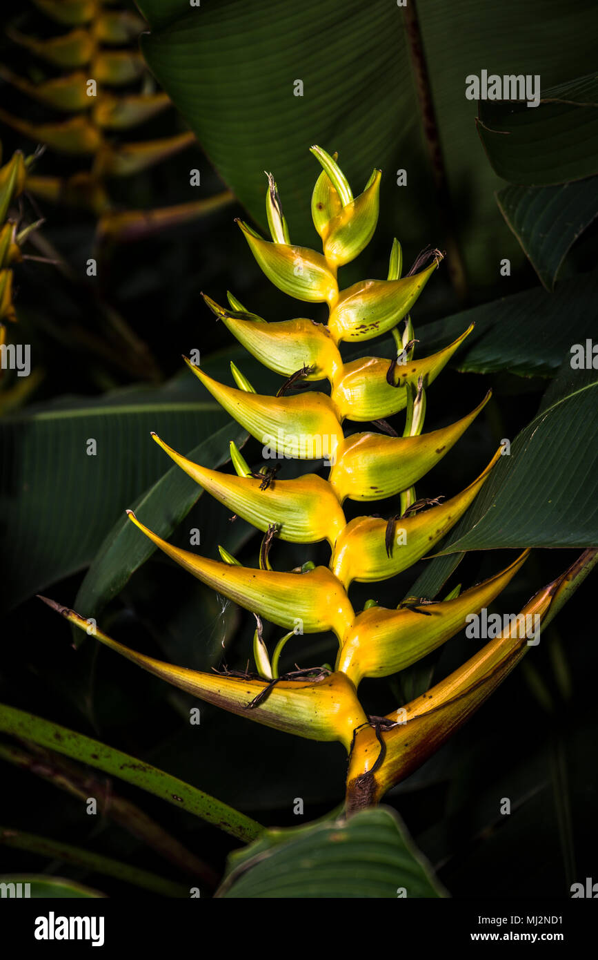 Flores de panama hi-res stock photography and images - Alamy