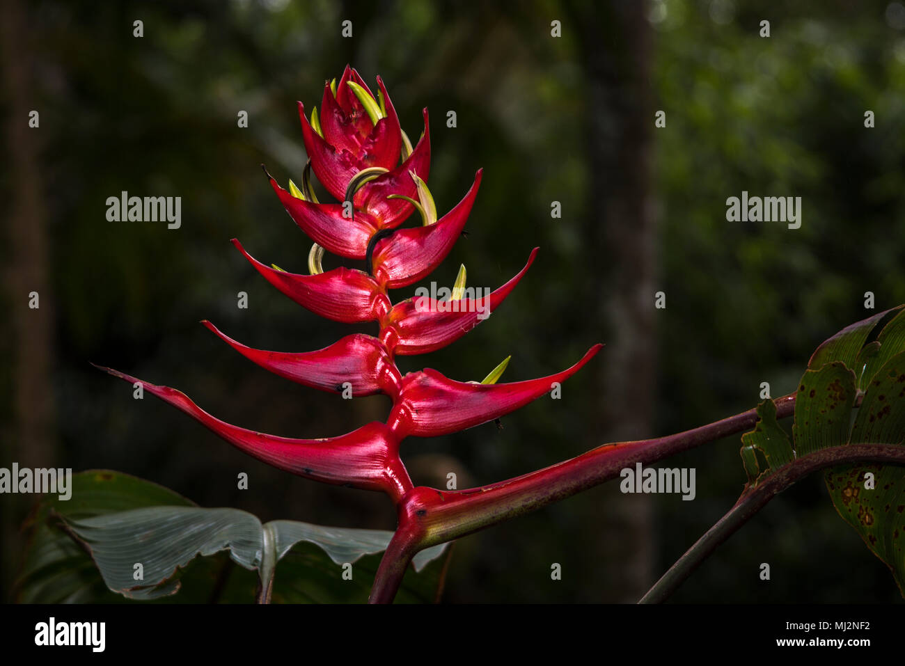 Orchids from panama hi-res stock photography and images - Alamy