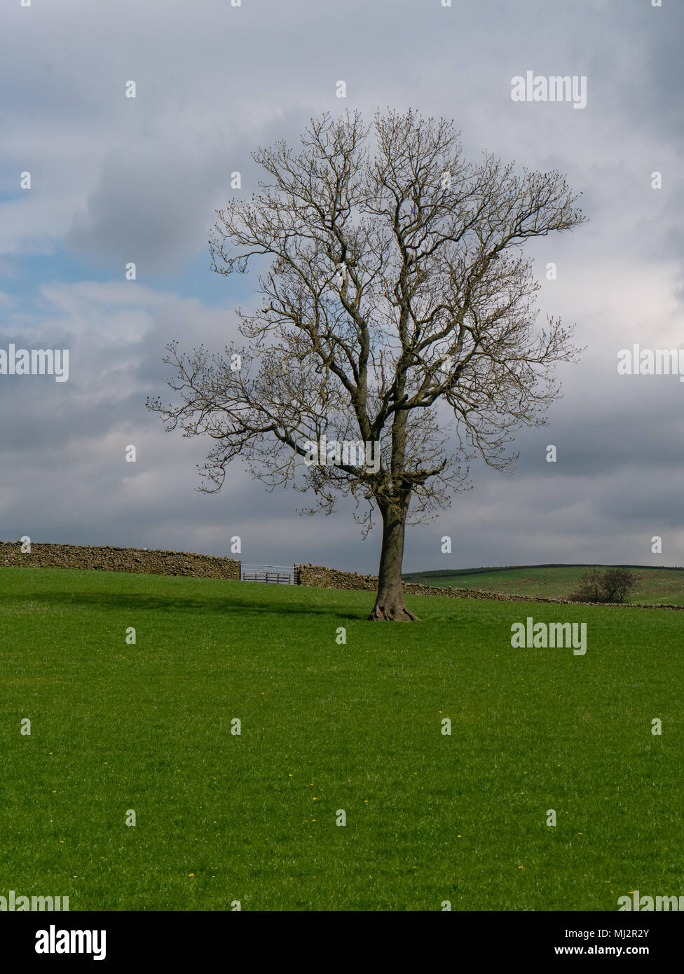 Tree farm land uk hi-res stock photography and images - Alamy