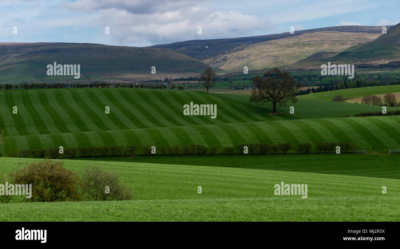Stripped rolled grass fields on a farm in the Lake District, Cumbria ...
