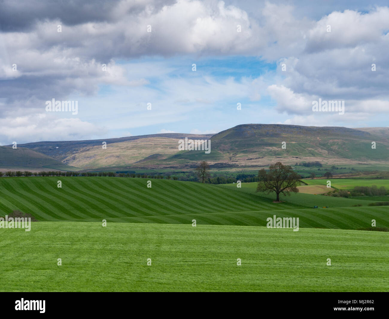 Stripped rolled grass fields on a farm in the Lake District, Cumbria ...