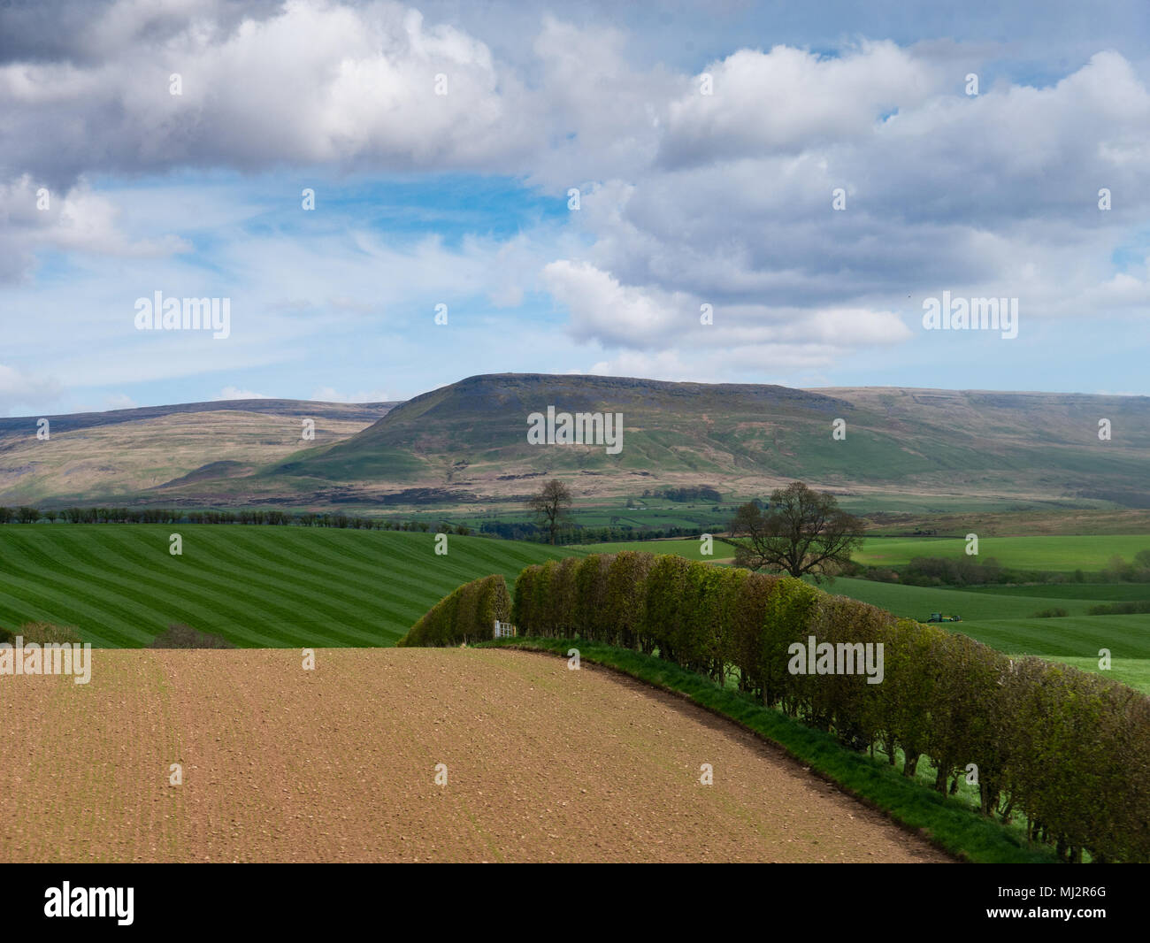 Stripped rolled grass fields on a farm in the Lake District, Cumbria ...