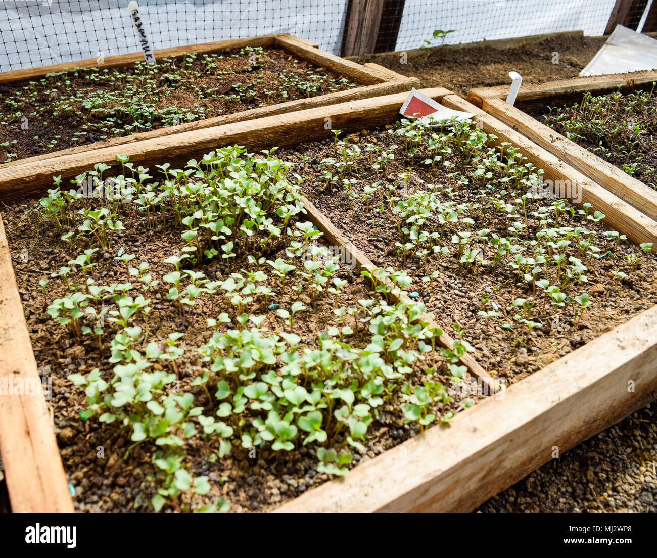 Seedlings of cabbage. Cultivation of cabbage in a greenhouse Stock ...