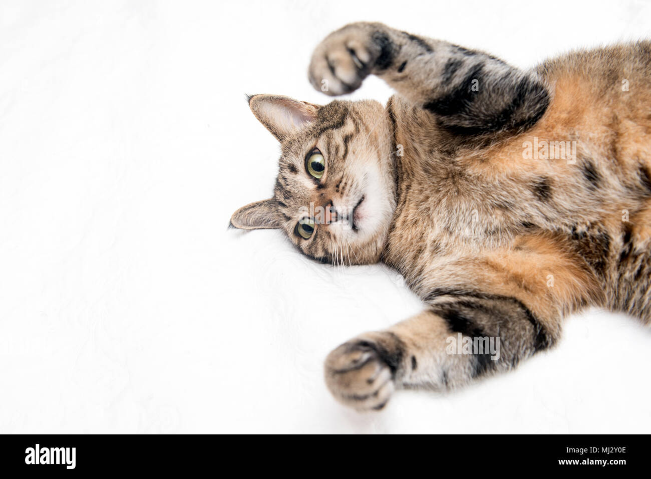 Cat raised paws hi-res stock photography and images - Alamy