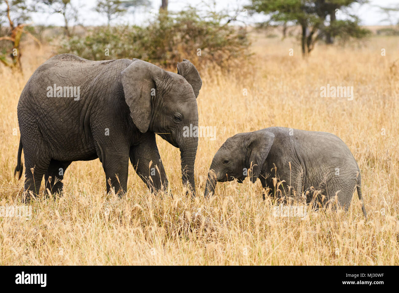 Two small elephants brothers hi-res stock photography and images - Alamy