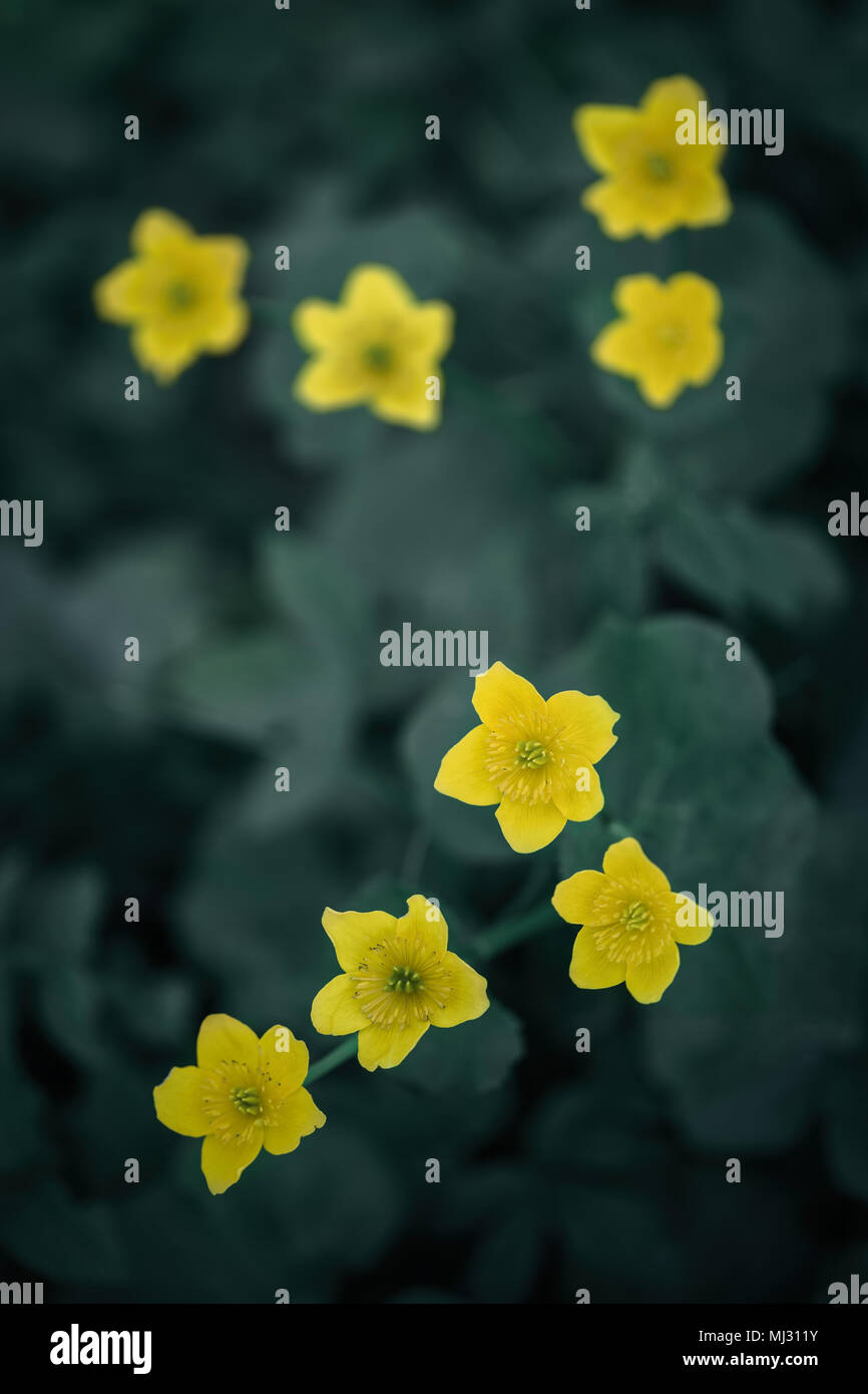Caltha palustris hi-res stock photography and images - Alamy