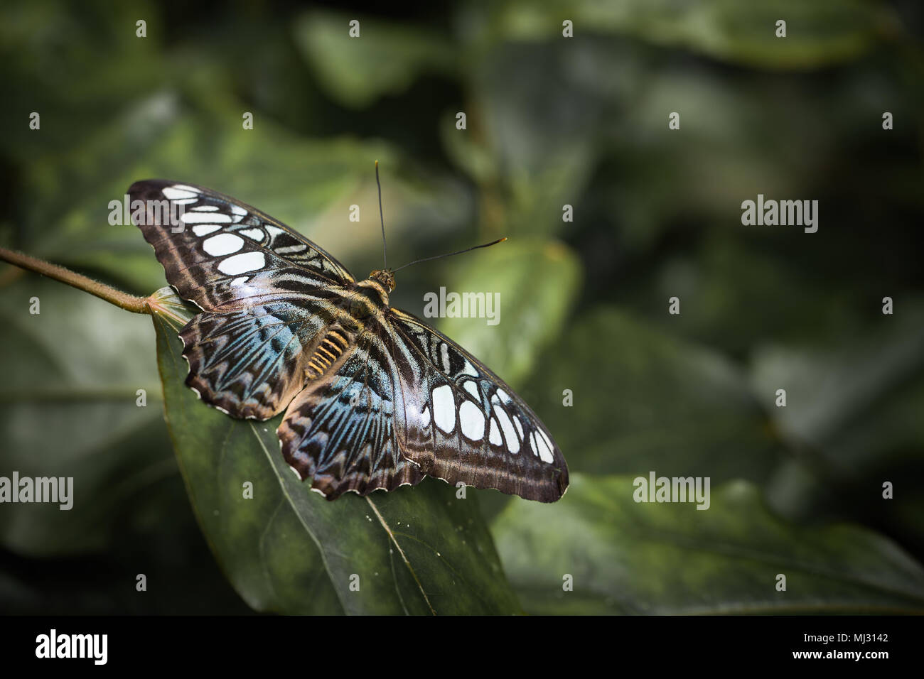 Beautiful butterfly Parthenos sylvia (Nymphalidae Stock Photo - Alamy