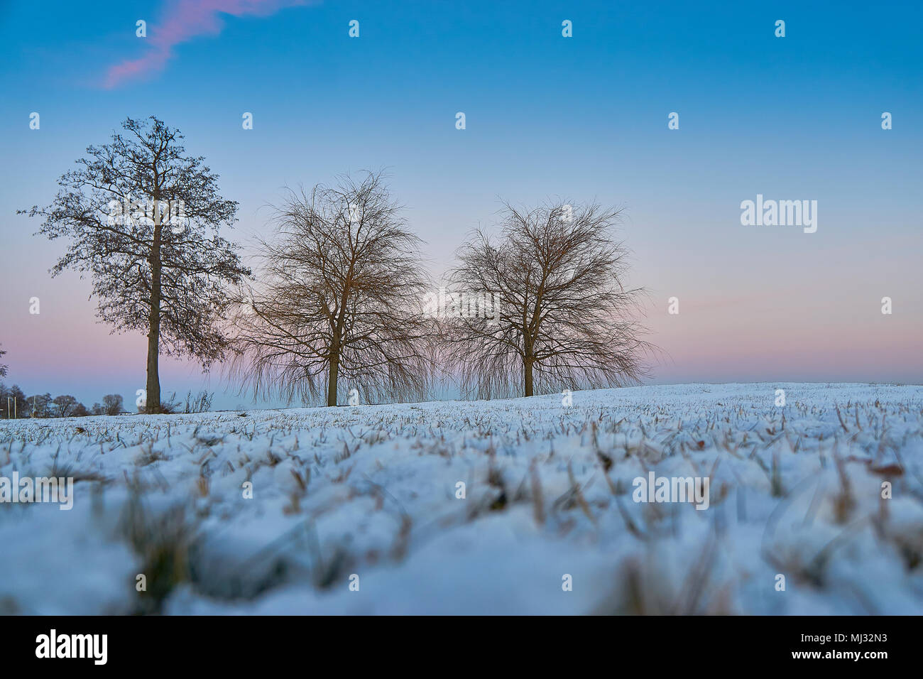 Trees in winter Stock Photo - Alamy