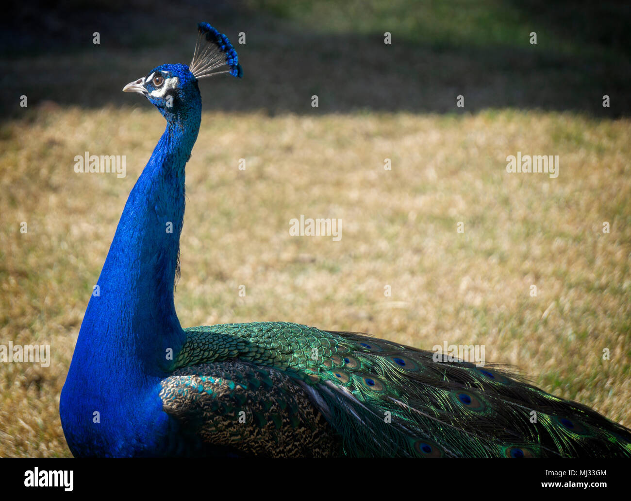 Blue peafowl Calgary Zoo Alberta Canada Stock Photo - Alamy