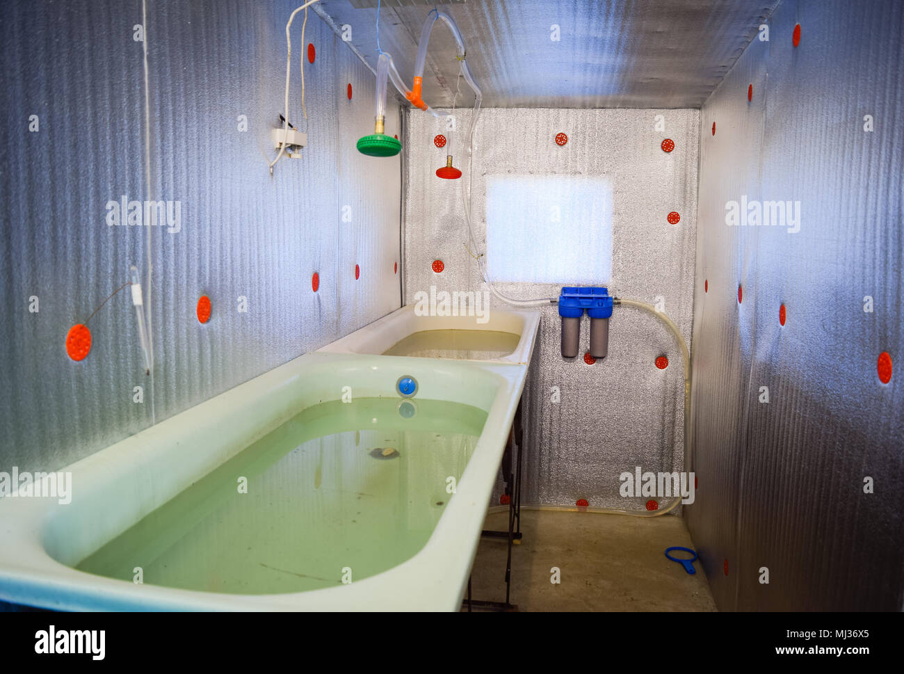 A room for growing fish fry. Bath for the fry. A fish-nursery Stock ...