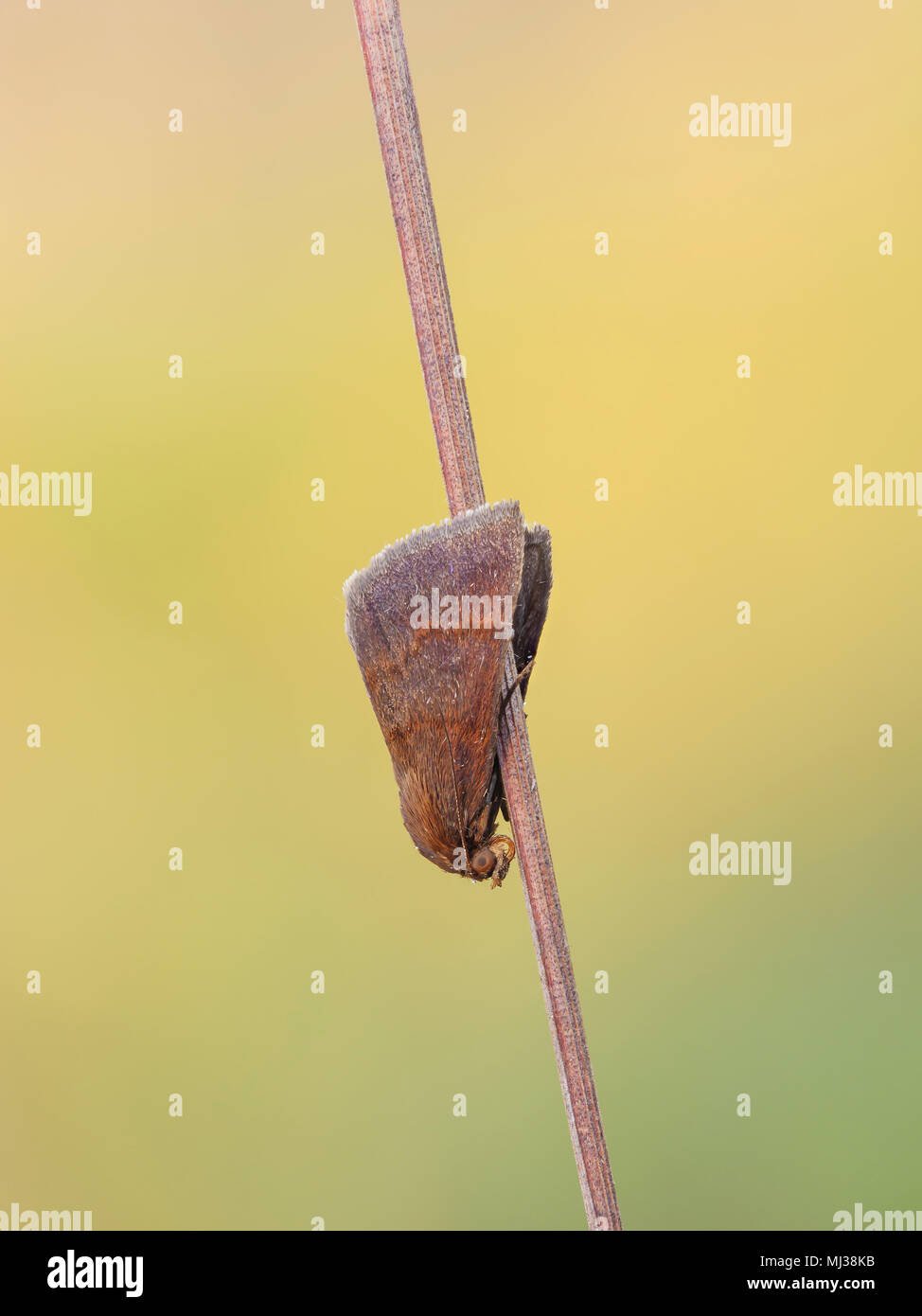 Moth sleeping hi-res stock photography and images - Alamy
