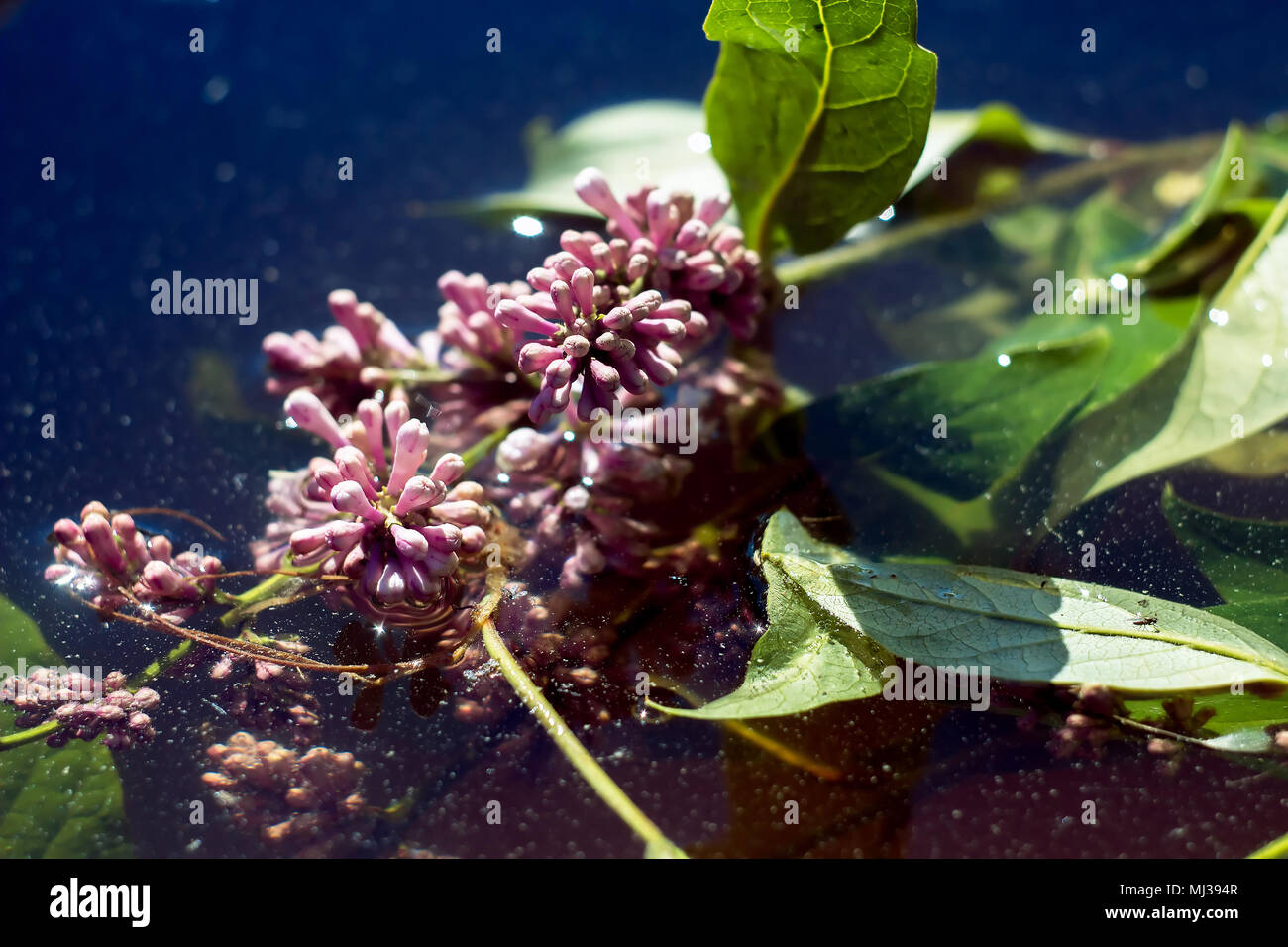 A branch of Hungarian lilac soaked in water Stock Photo - Alamy