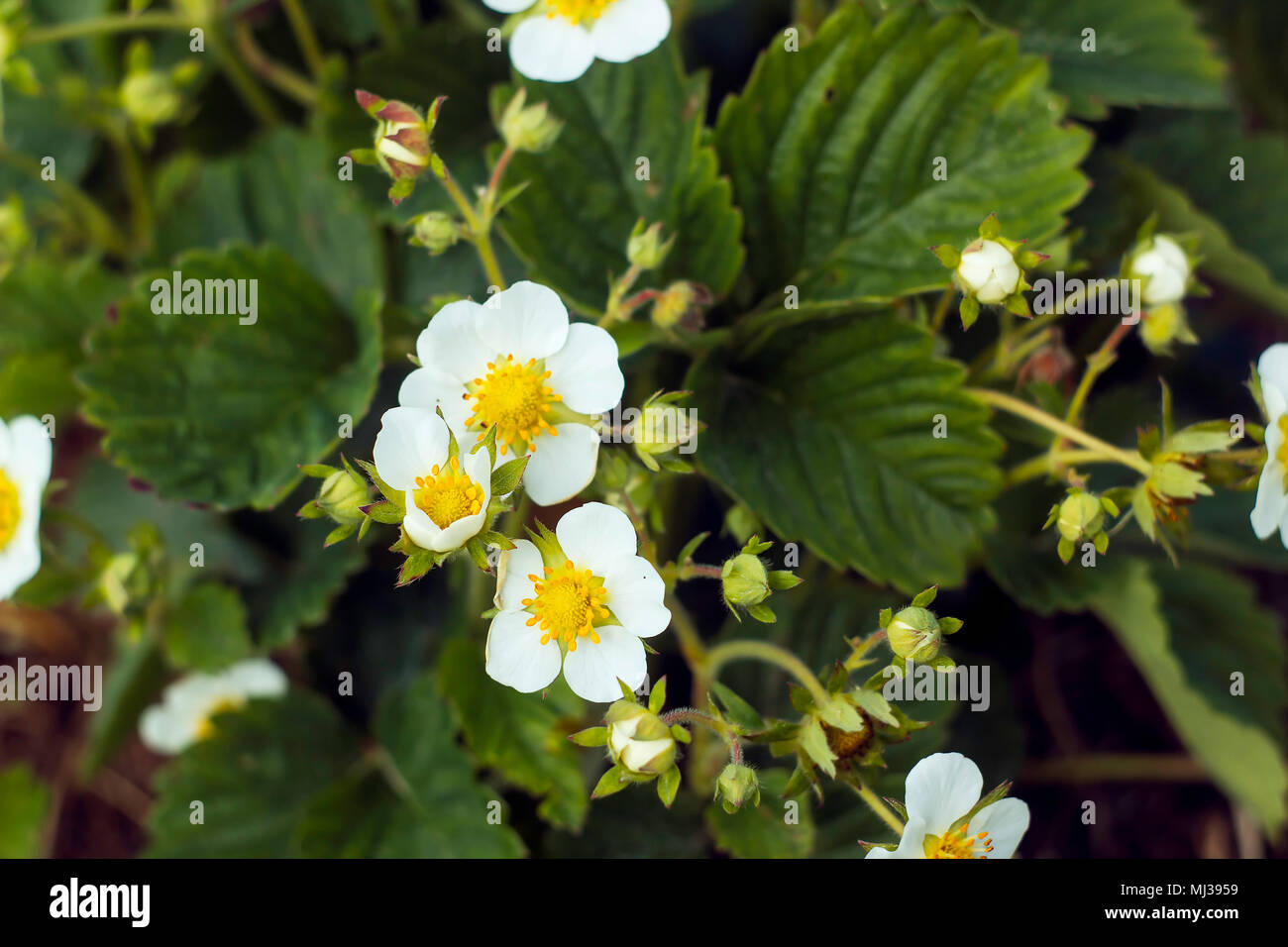 Strawberry plants white flowers hi-res stock photography and images - Alamy