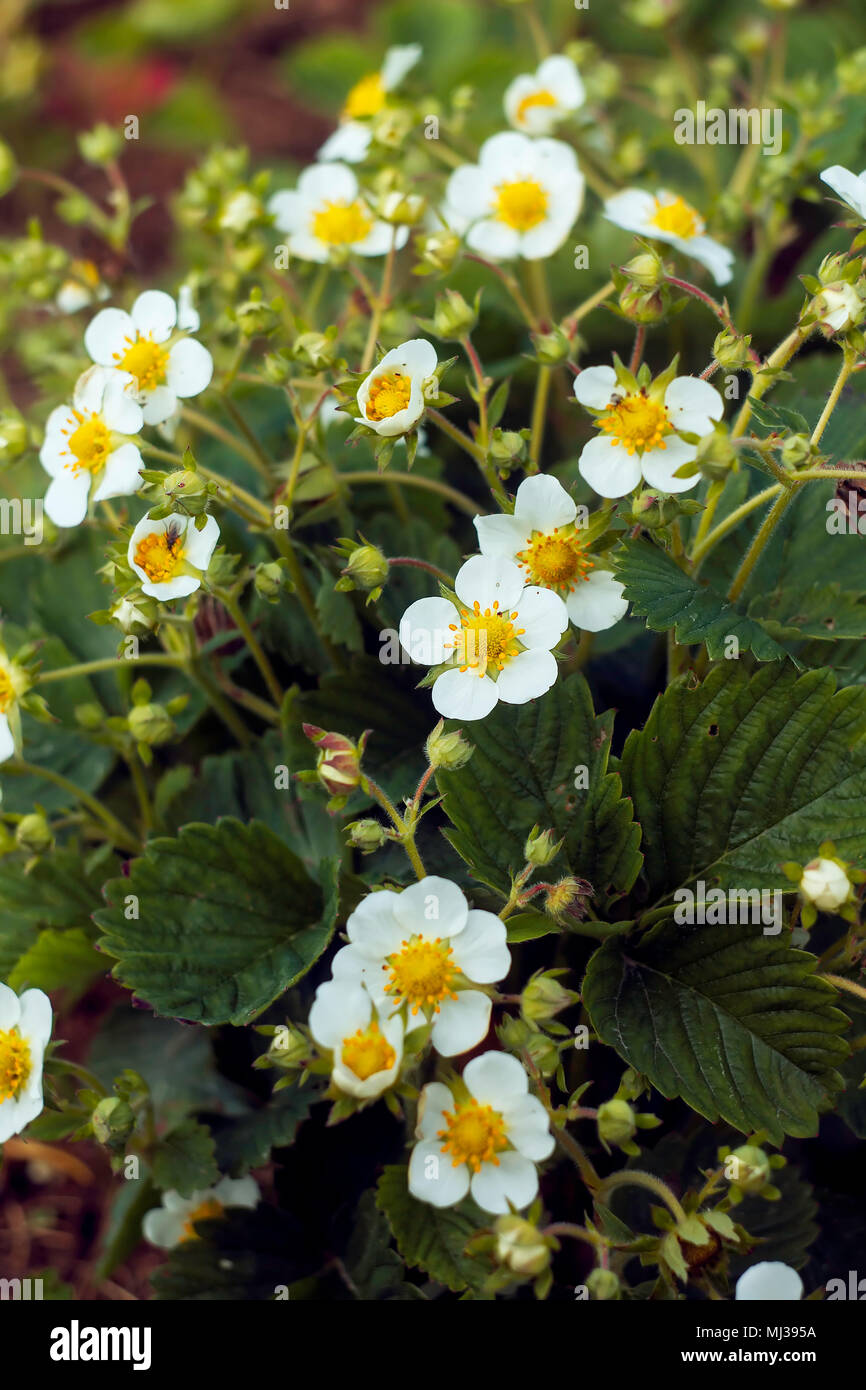Plants in bloom hi-res stock photography and images - Alamy