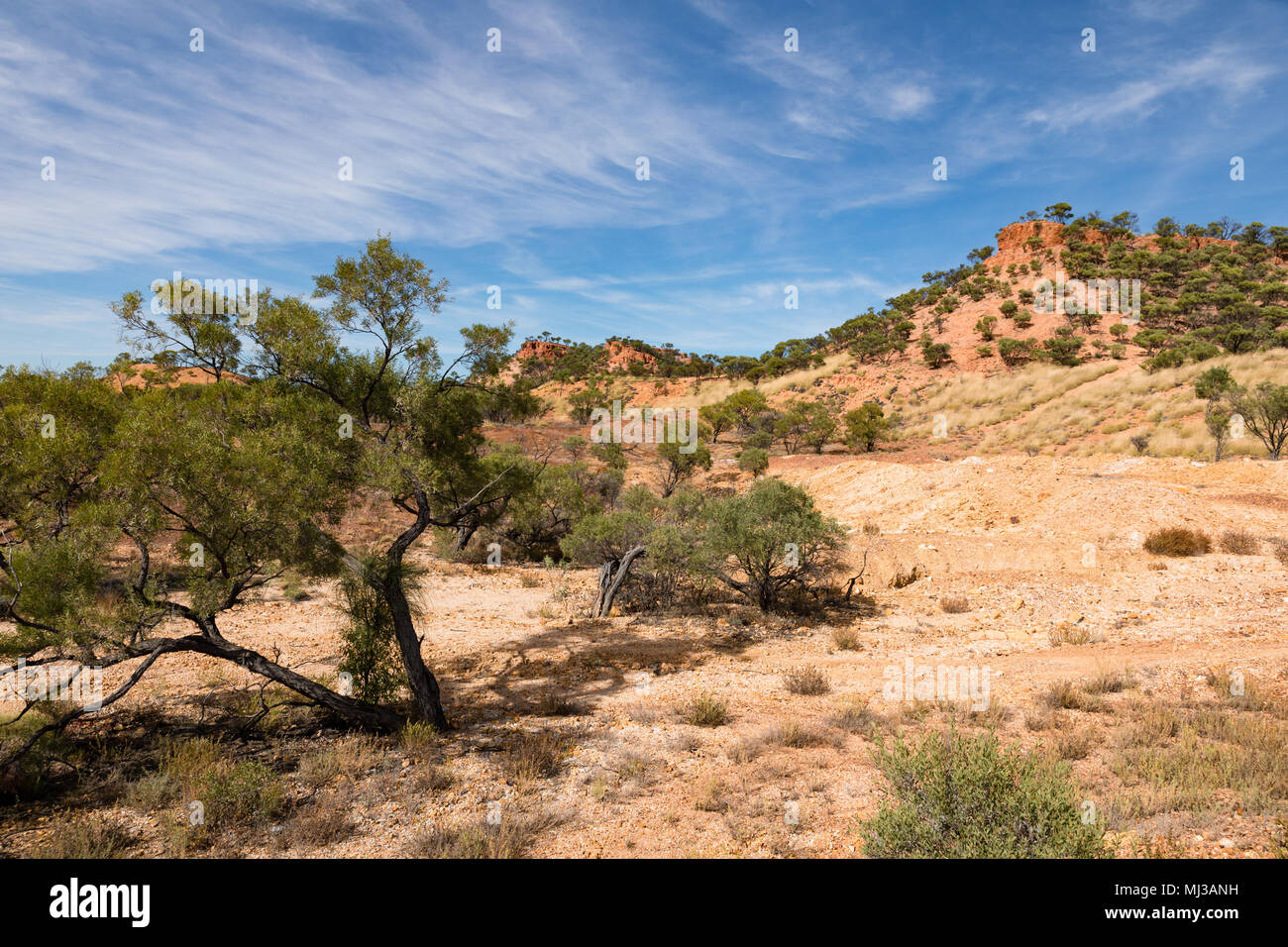 Mulga trees hi-res stock photography and images - Alamy