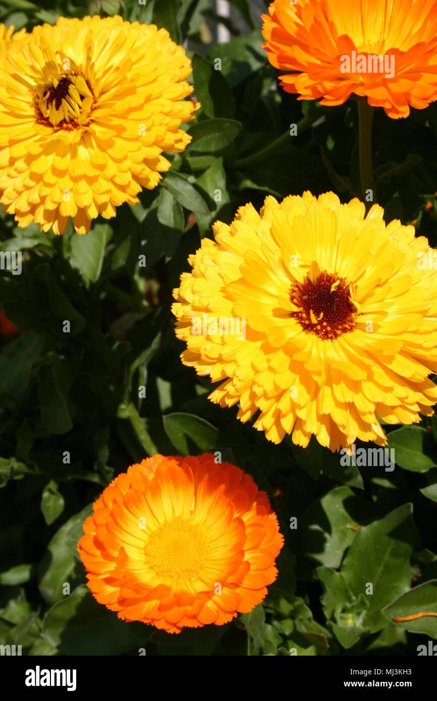 MASS PLANTING OF POT OR SCOTCH MARIGOLDS (CALENDULA OFFICINALIS Stock ...