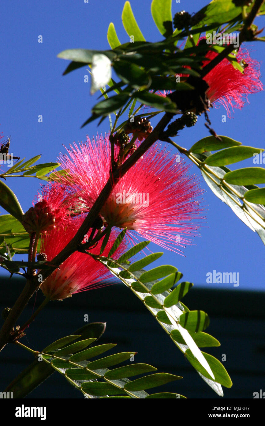 Calliandra inaequilatera hi-res stock photography and images - Alamy