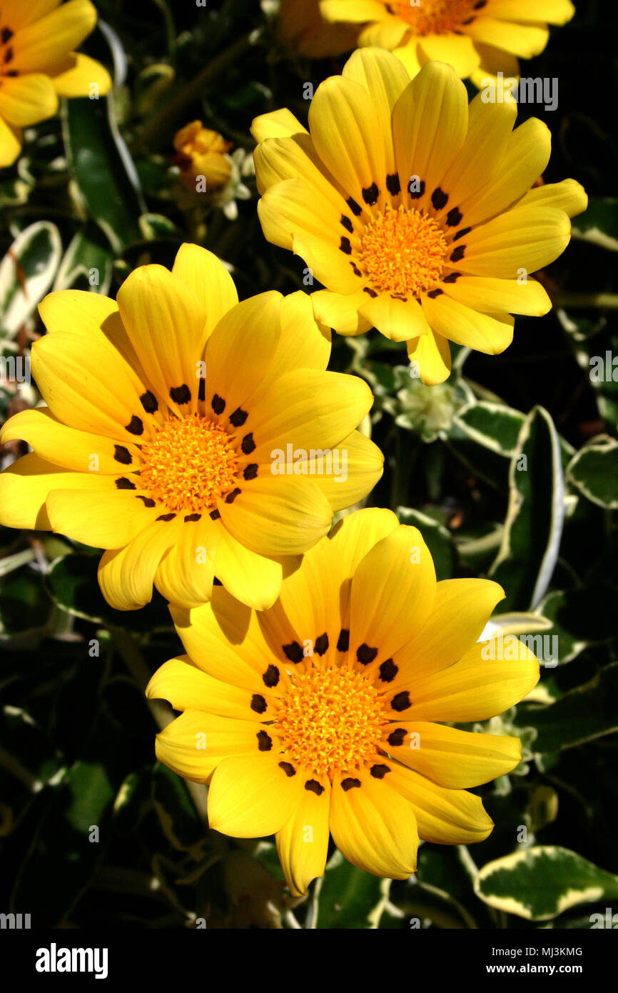 Trailing gazanias hi-res stock photography and images - Alamy