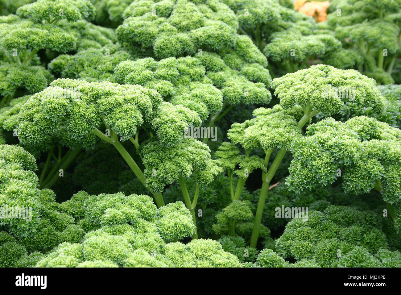 PARSLEY (TRIPLE CURL Stock Photo - Alamy