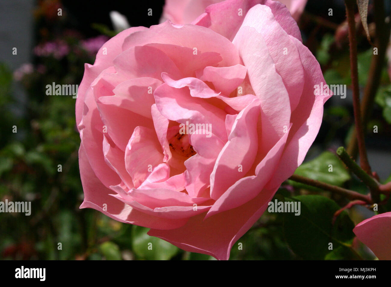 Pink Rose (Rosa) Australia Stock Photo - Alamy