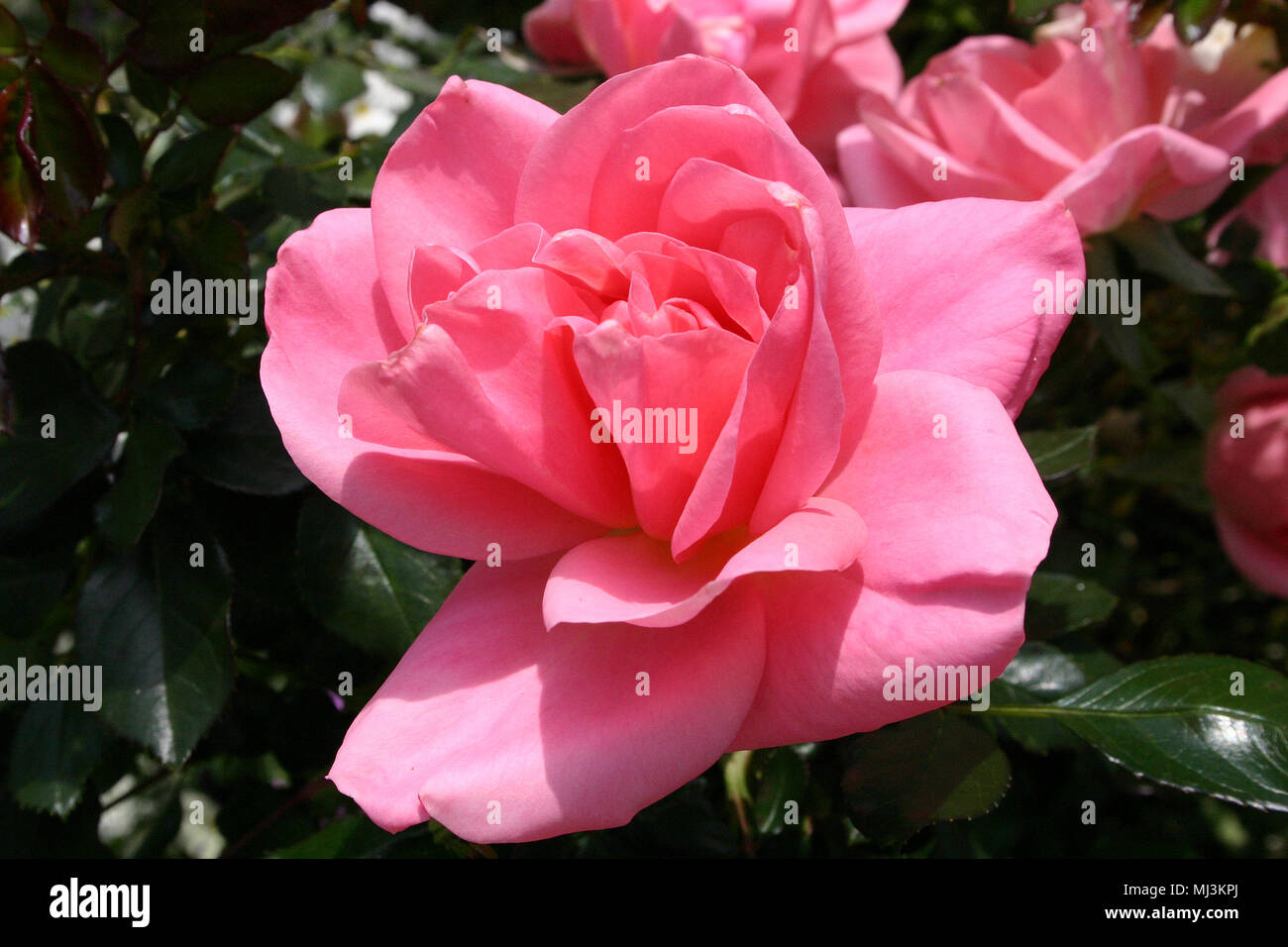 Pink Rose (Rosa) Australia Stock Photo - Alamy