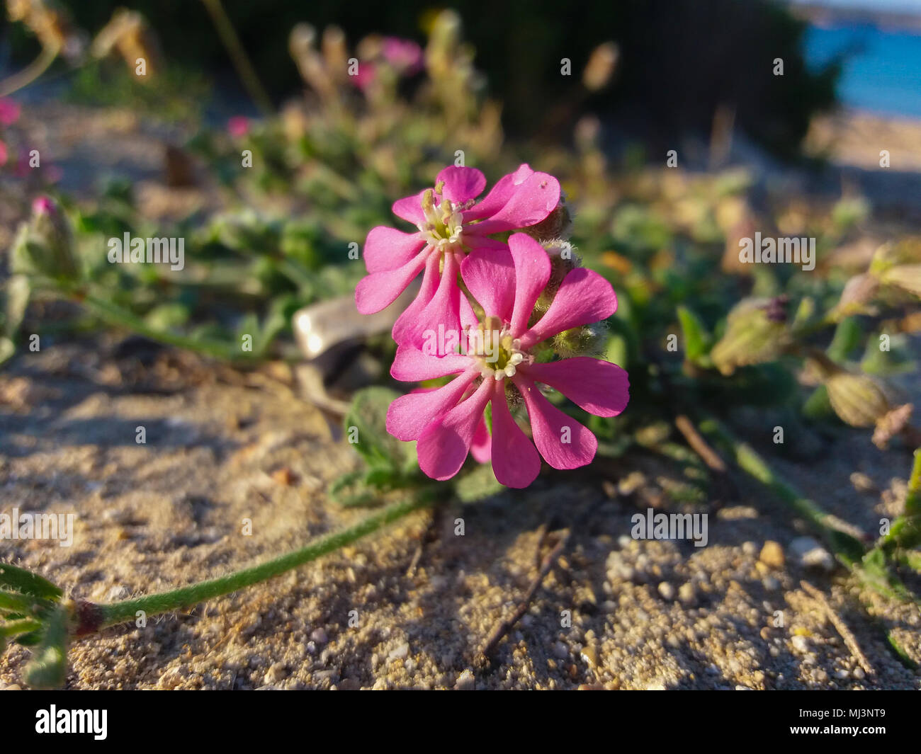 Pink flowers growing on sand hi-res stock photography and images - Alamy