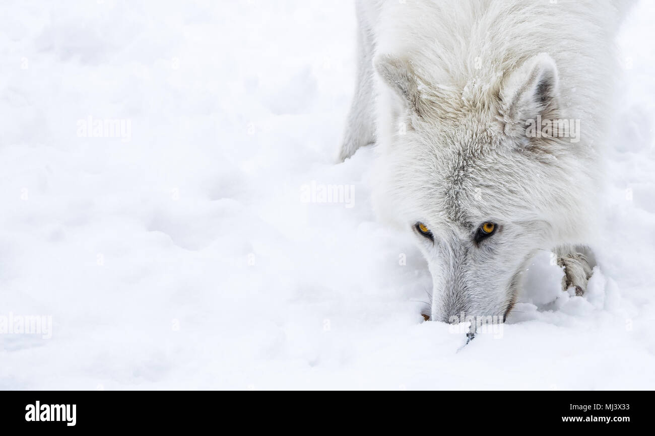 Wolf nose hi-res stock photography and images - Alamy