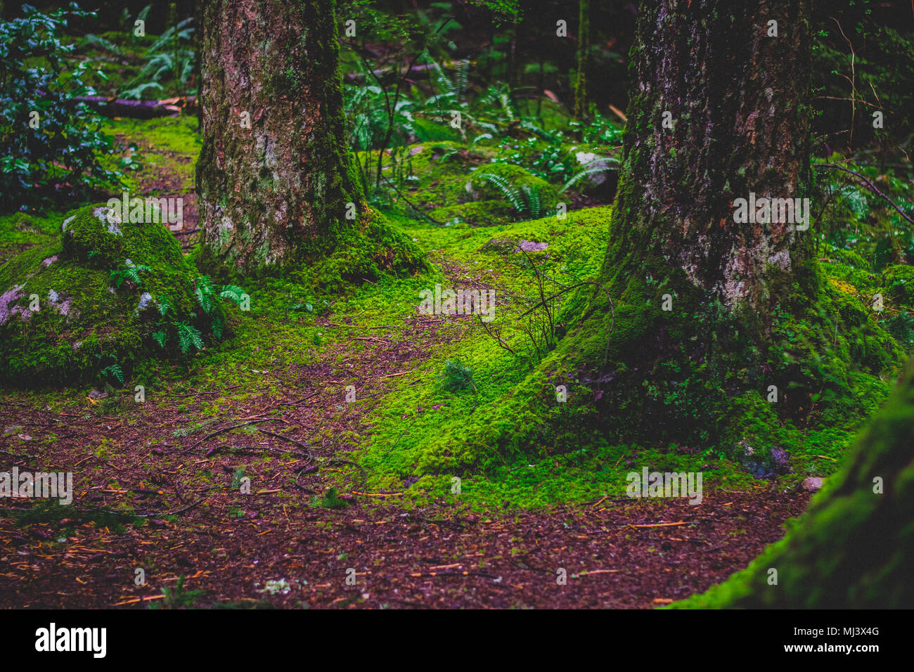 Twisting forest path hi-res stock photography and images - Alamy