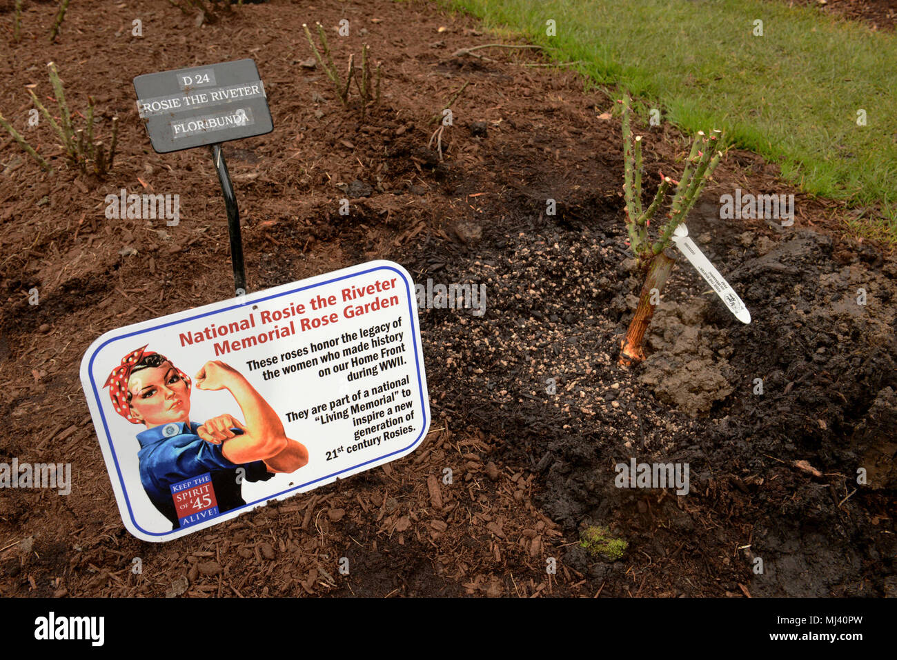 The “Rosie the Riveter Rose,” named to honor the hardworking women ...