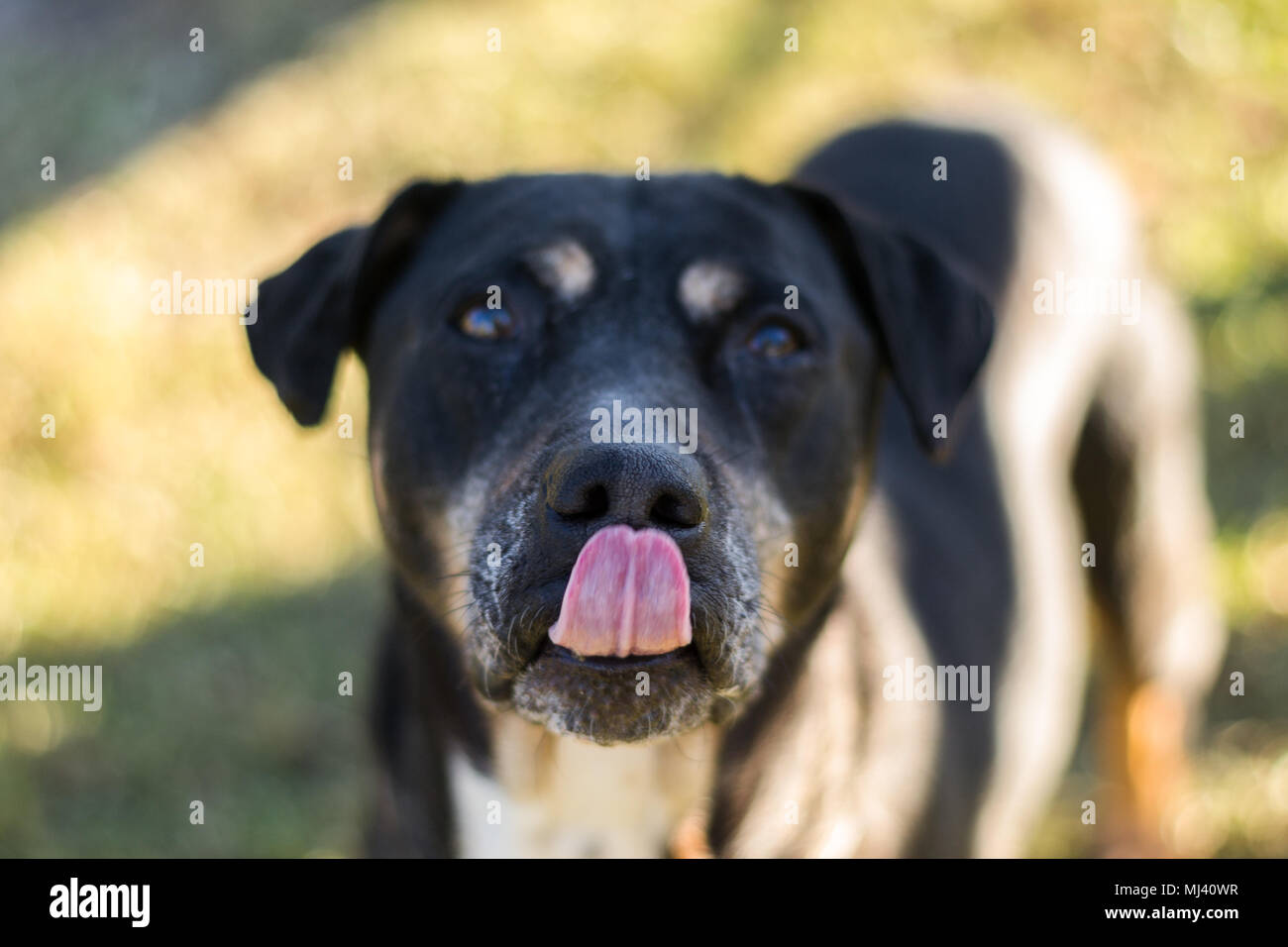 Joleen hi-res stock photography and images - Alamy