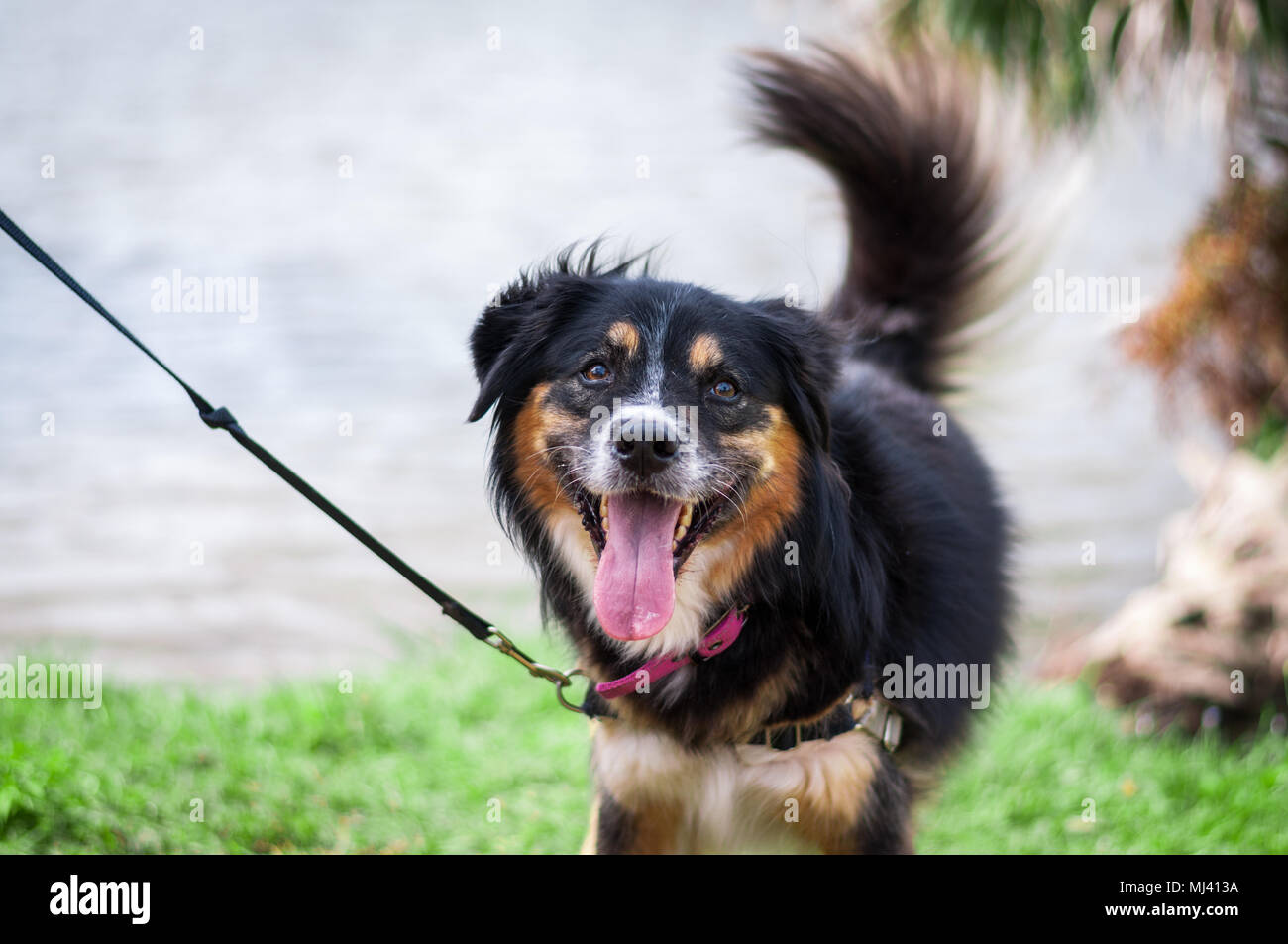 Portrait of smiling fluffy dog Stock Photo - Alamy