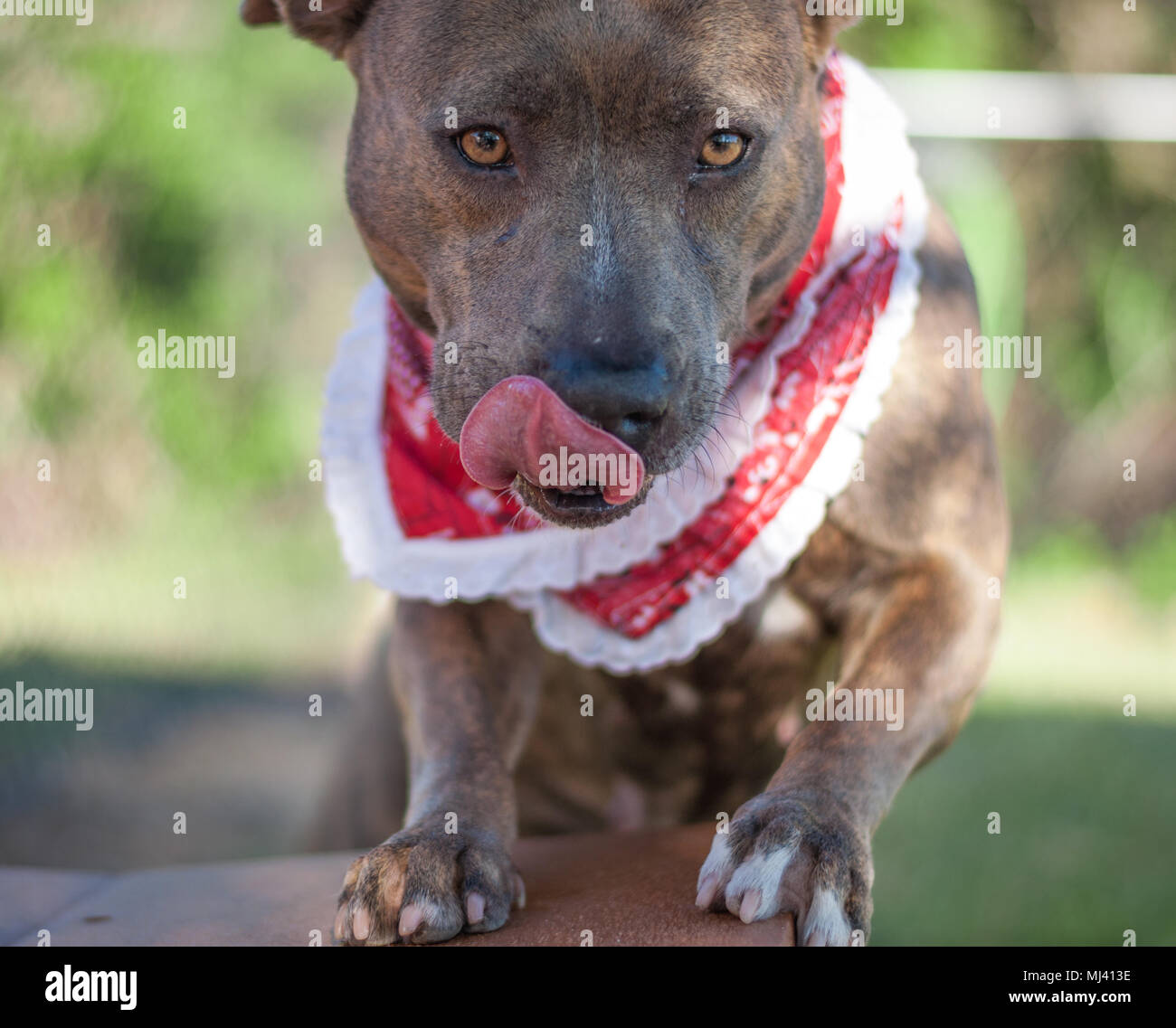 Hermoine the shelter dog licks any left over crumbs away Stock Photo ...