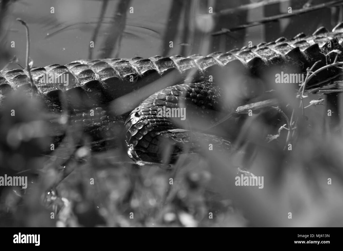 Alligator legs Black and White Stock Photos & Images - Alamy