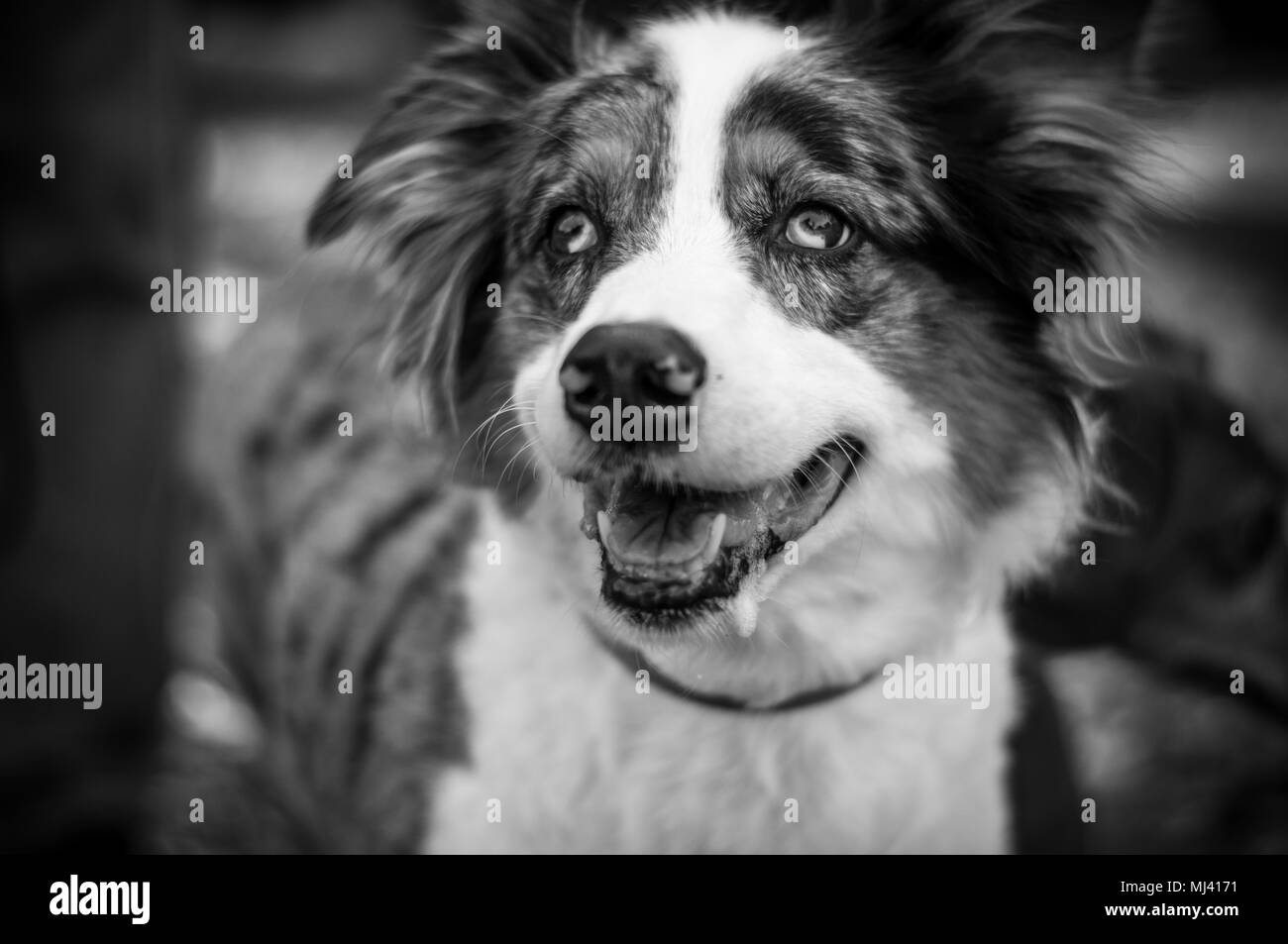 Beautiful australian shepherd Black and White Stock Photos & Images - Alamy