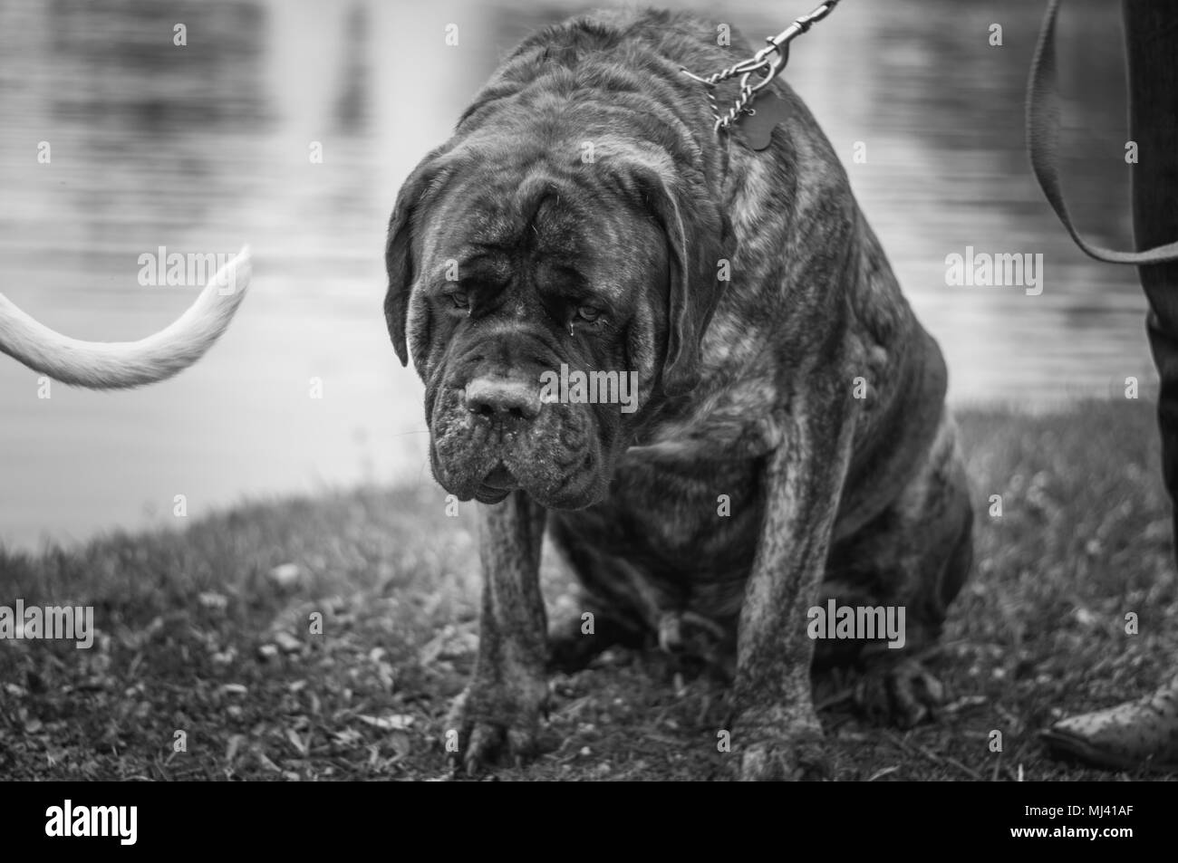 Mastiff Black and White Stock Photos & Images - Alamy