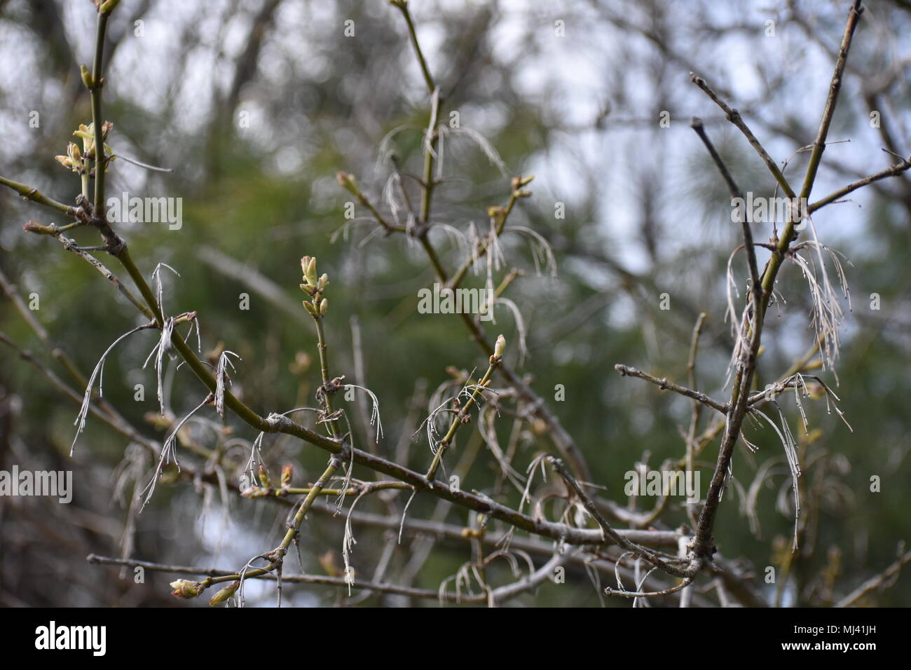 Drooping branches hi-res stock photography and images - Alamy