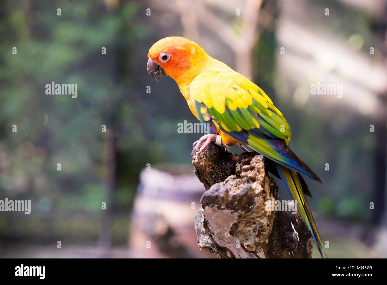 Orange parrot hi-res stock photography and images - Alamy