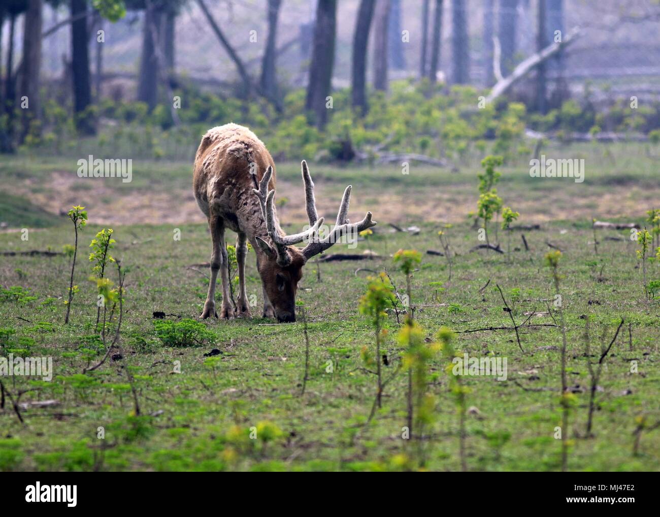 Species elaphurus hi-res stock photography and images - Alamy