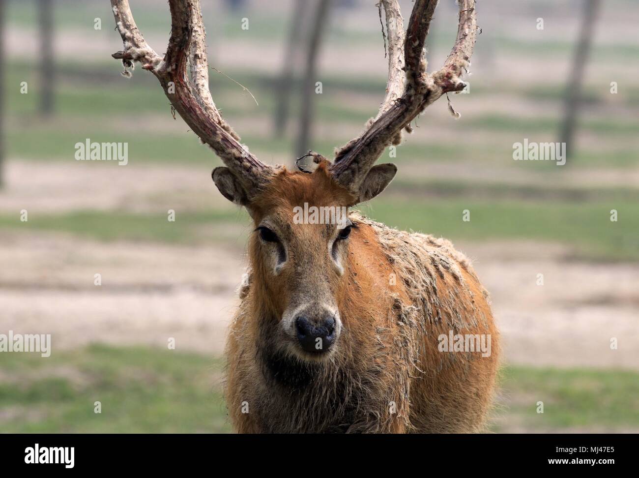 Elaphurus davidianus image hi-res stock photography and images - Alamy