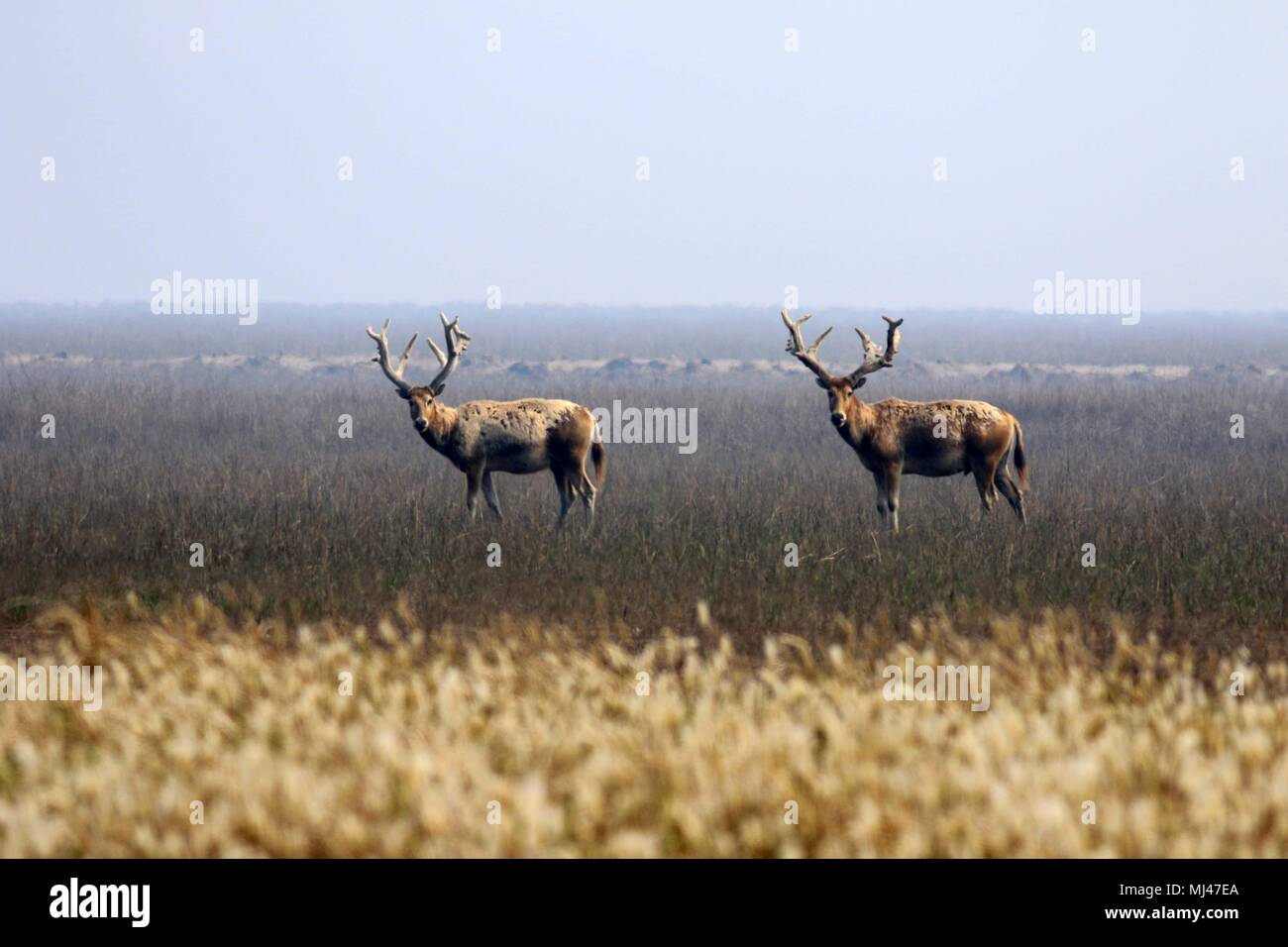 Elaphurus davidianus image hi-res stock photography and images - Alamy