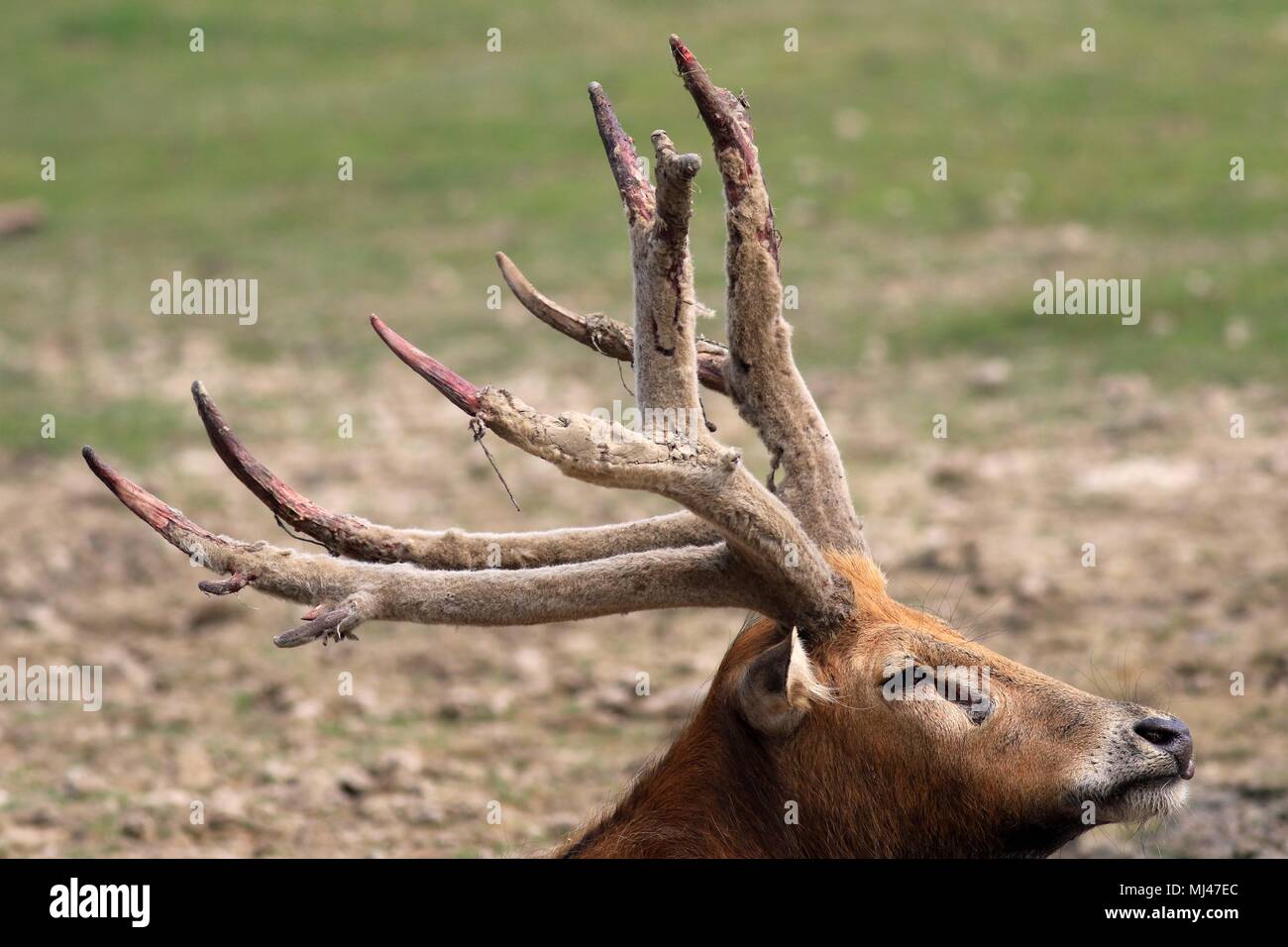 Elaphurus davidianus image hi-res stock photography and images - Alamy