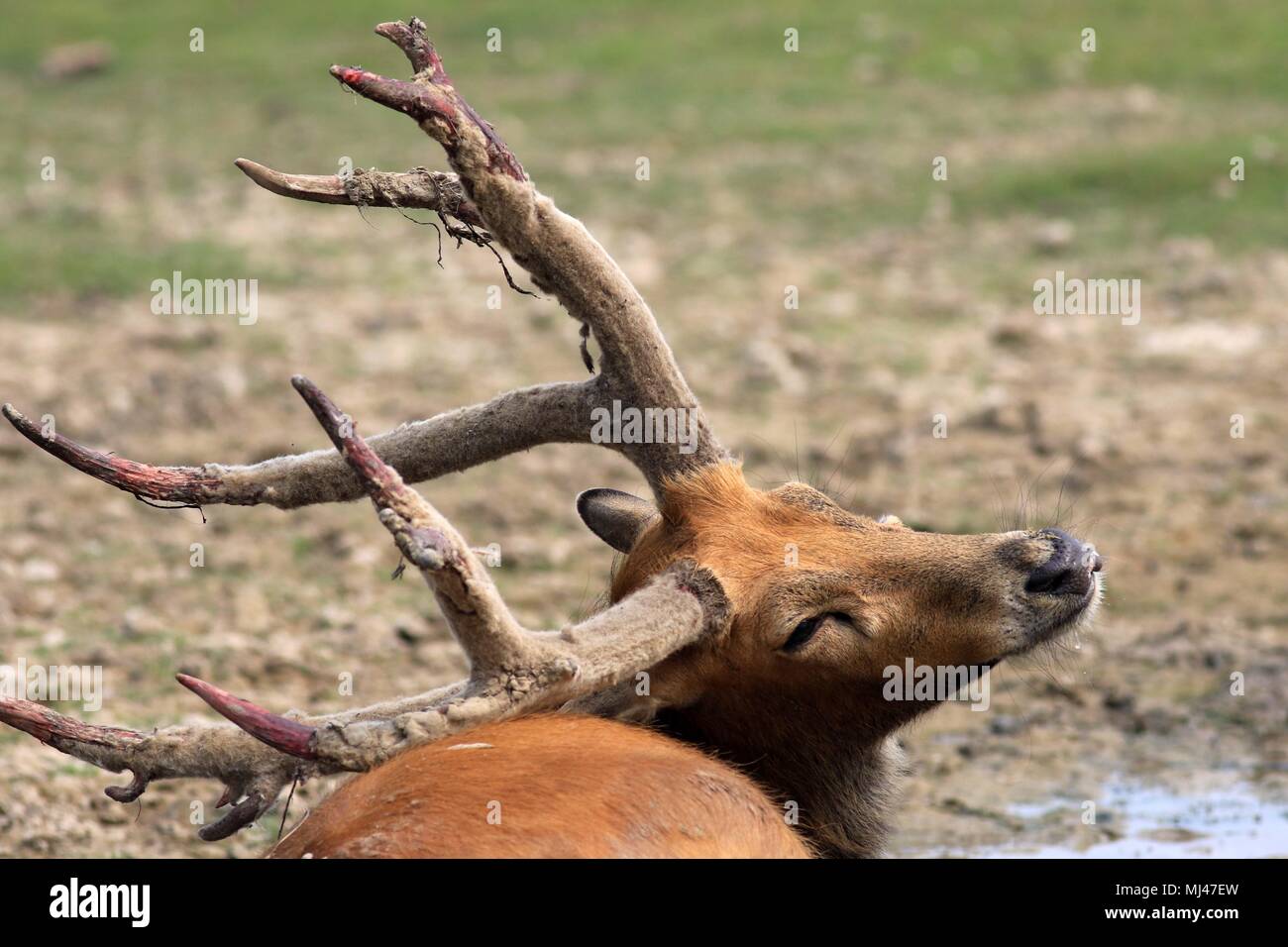 Elaphurus davidianus image hi-res stock photography and images - Alamy