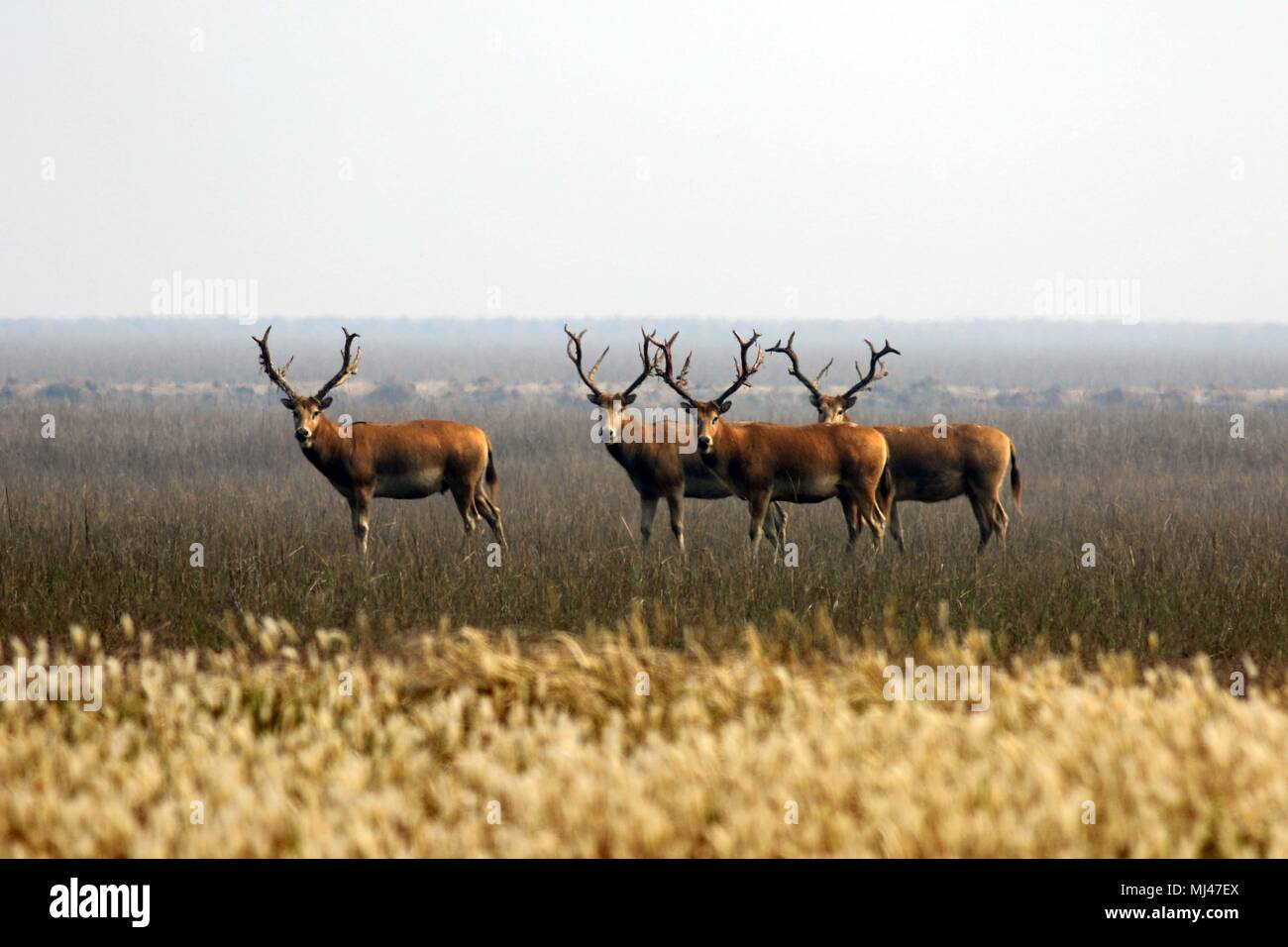 Elaphurus davidianus image hi-res stock photography and images - Alamy