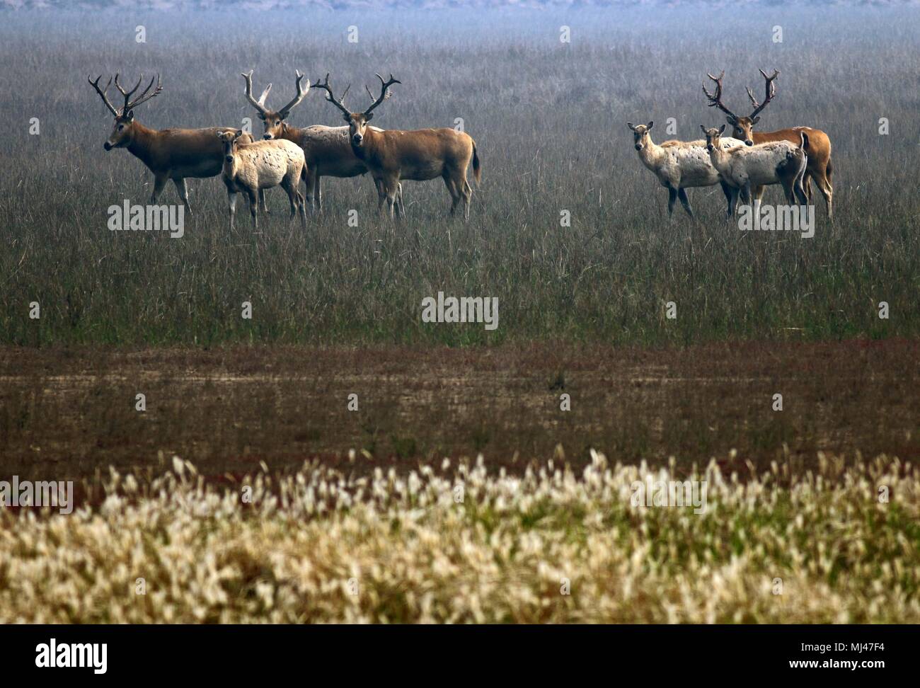 Species elaphurus hi-res stock photography and images - Alamy
