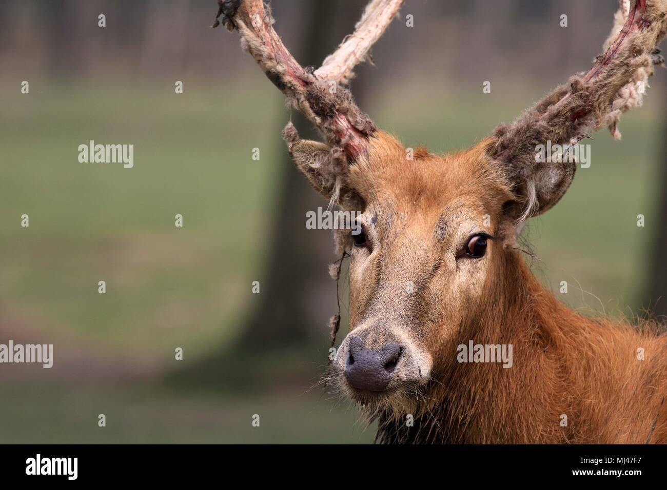 Species elaphurus hi-res stock photography and images - Alamy