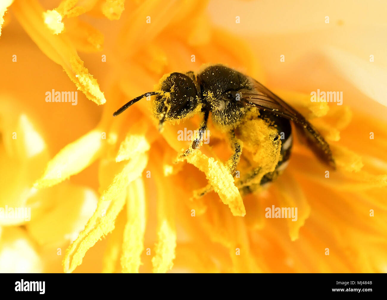 03 May 2018, Germany, Hanover: A pollen-covered bee sits inside a peony ...