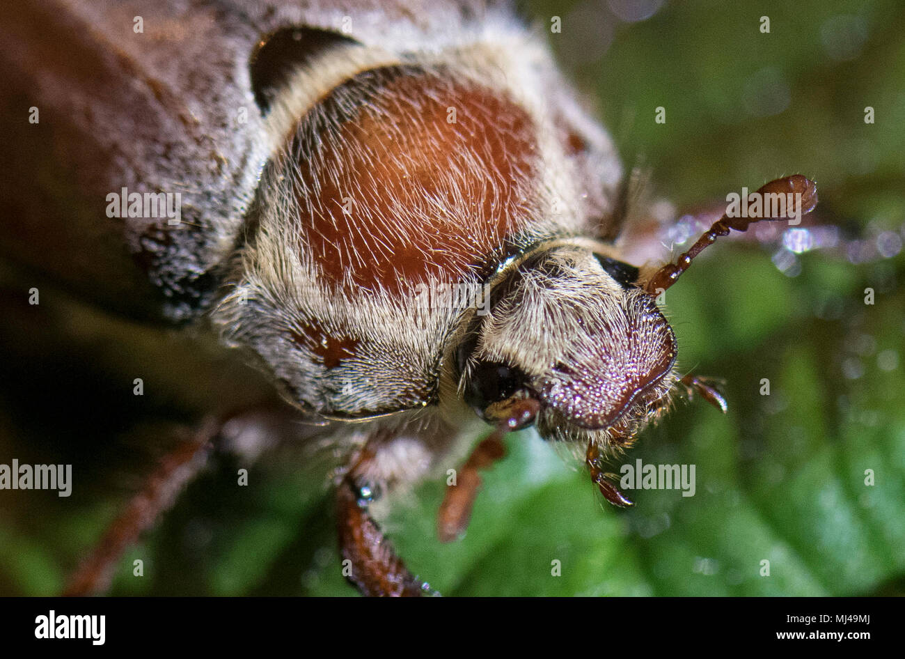 24 April 2018, Germany, Darmstadt: A may bug sits on a leaf. It is one ...