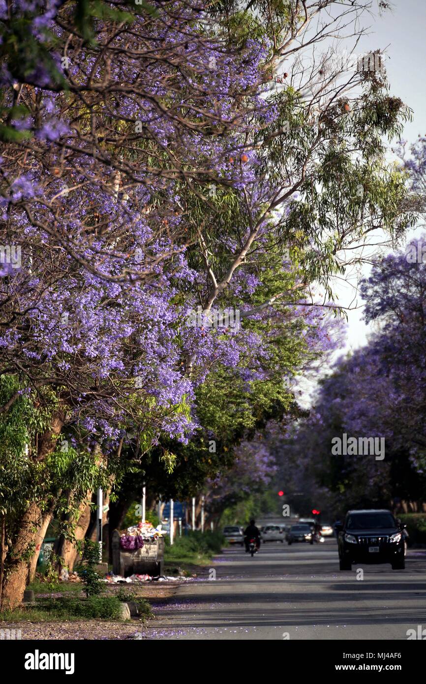Blossom trees pakistan hi-res stock photography and images - Alamy